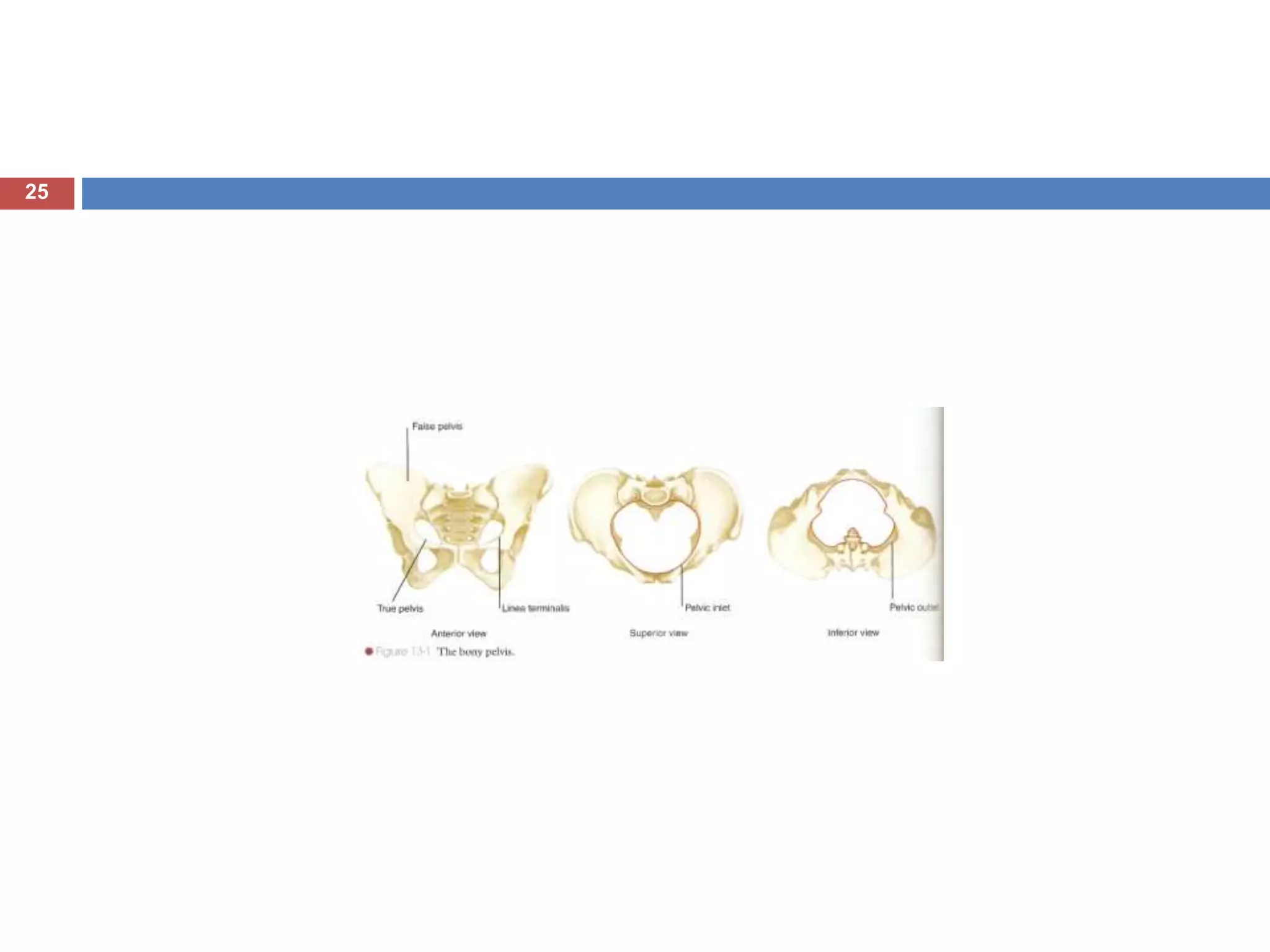 7. Normal-Labor-and-Delivery 07.12.14 lecture.ppt