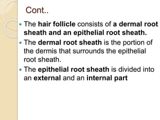 7.a APPENDAGES OF THE SKIN.pptx