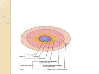 7.a APPENDAGES OF THE SKIN.pptx