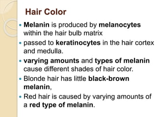 7.a APPENDAGES OF THE SKIN.pptx