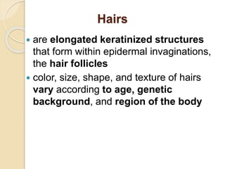 7.a APPENDAGES OF THE SKIN.pptx