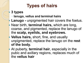 7.a APPENDAGES OF THE SKIN.pptx