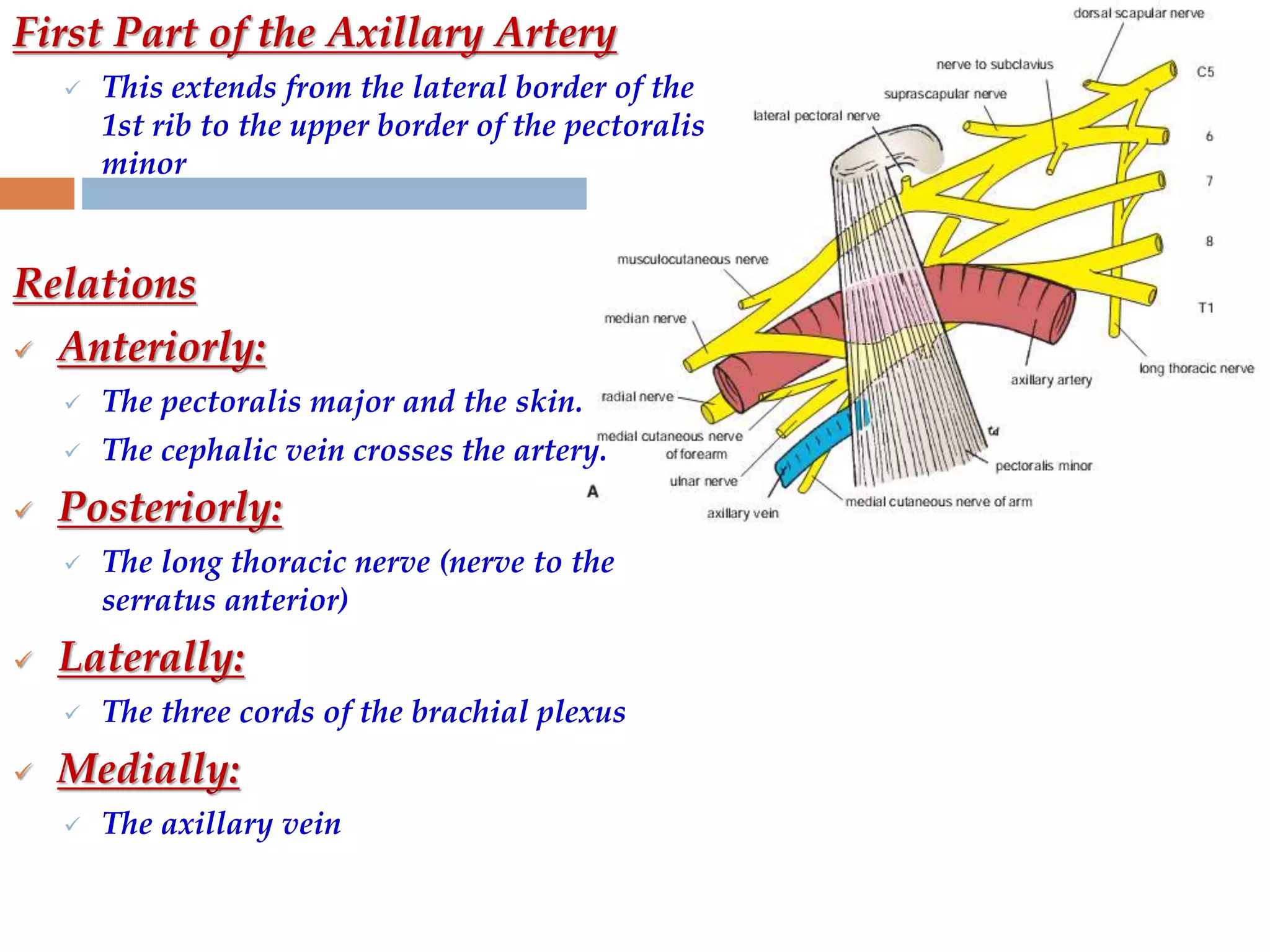 7.The Axilla.pptx