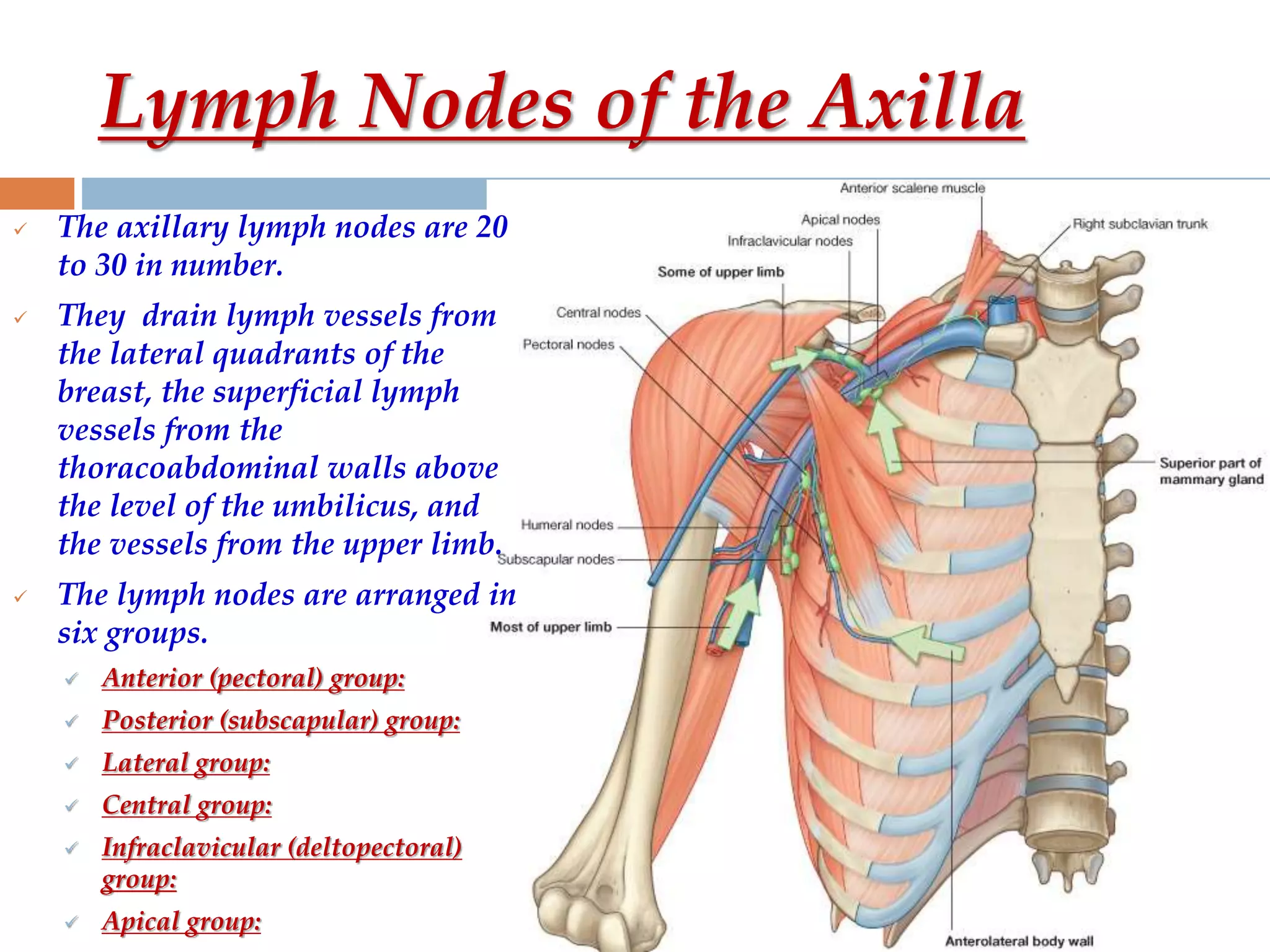 7 The Axilla pptx 7 The Axilla pptx