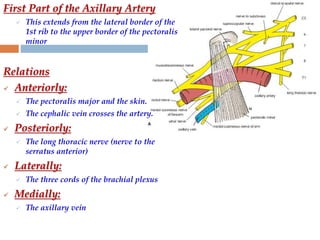 7.The Axilla.pptx