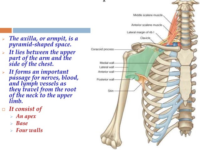 7.The Axilla.pptx