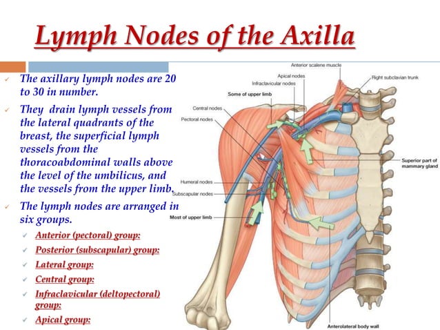 7.The Axilla.pptx