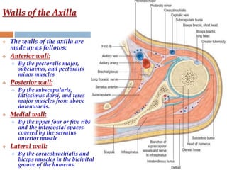 7.The Axilla.pptx