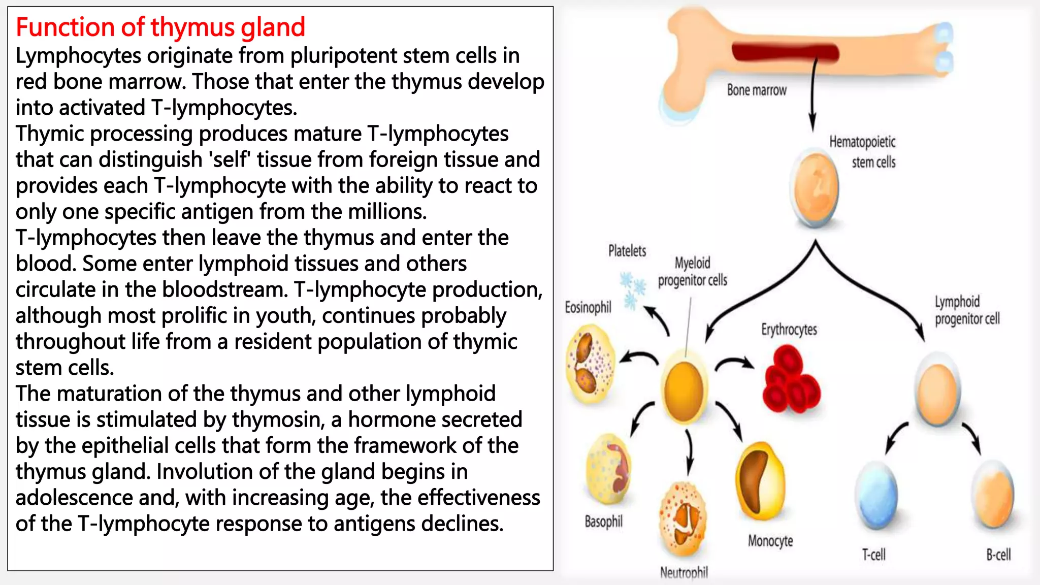 Lymphatic system.ppsx