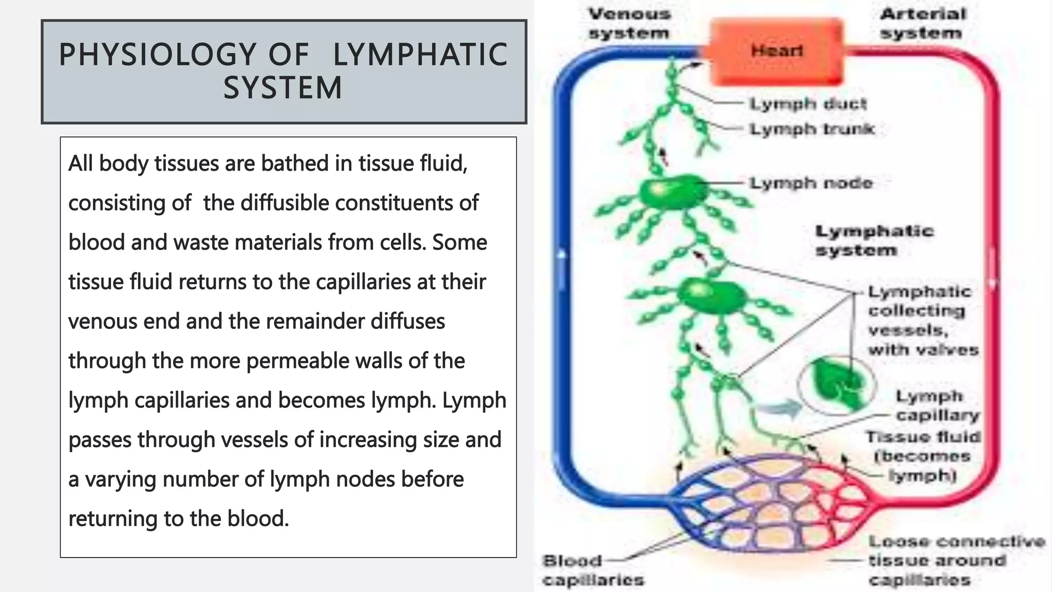 Lymphatic system.ppsx