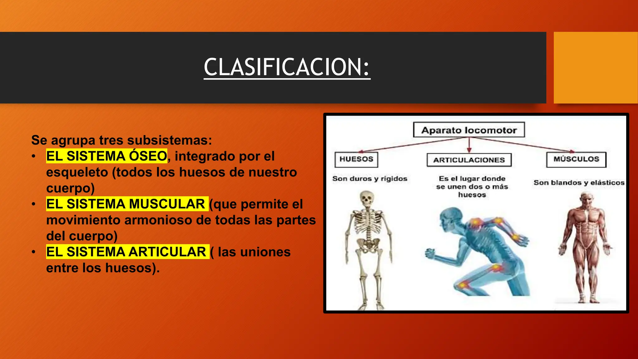 anatomia del sistema osteo artro muscular.pptx