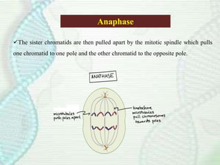 Cell division.pdf