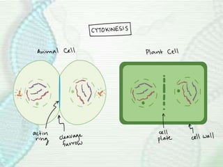 Cell division.pdf