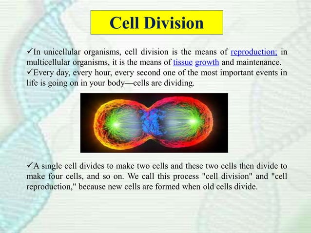 Cell division.pdf