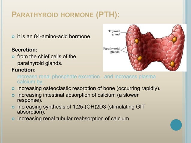 Calcium metabolism disorders | PPT