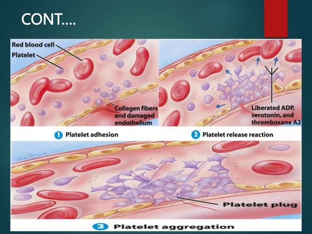 7. Coagulation of blood.ppt