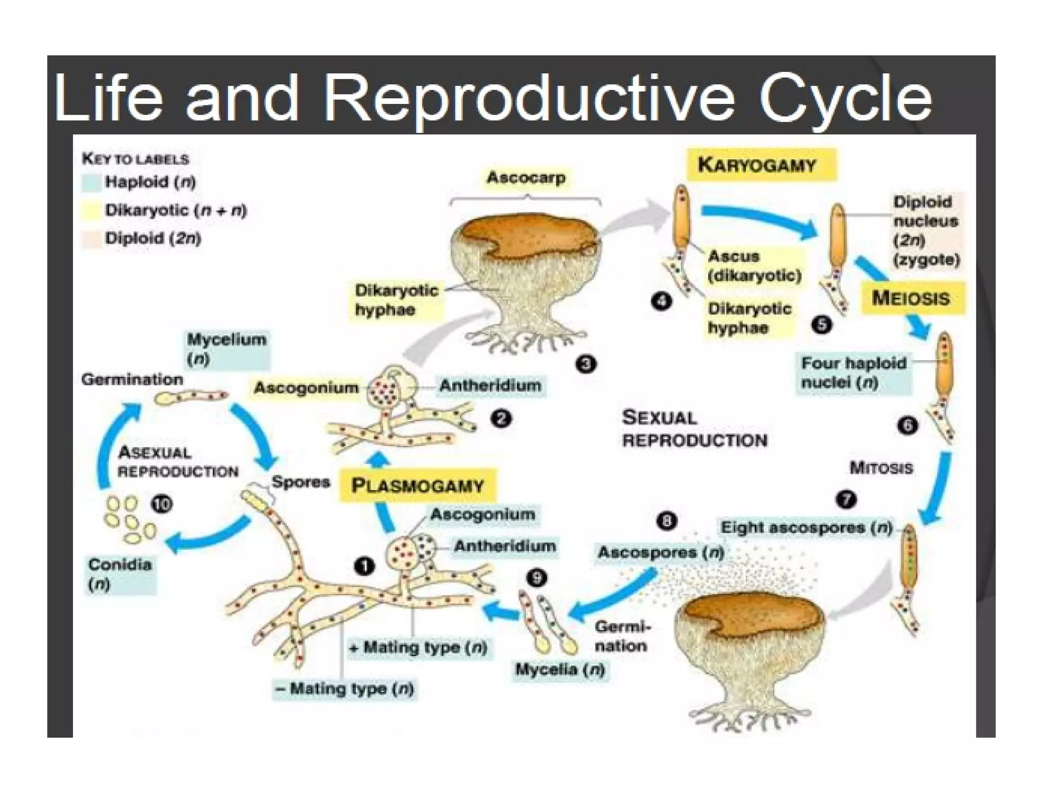7. Ascomycota.pdf | Food & Drink