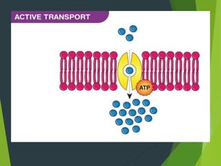 Transport across the plasma membrane.ppt
