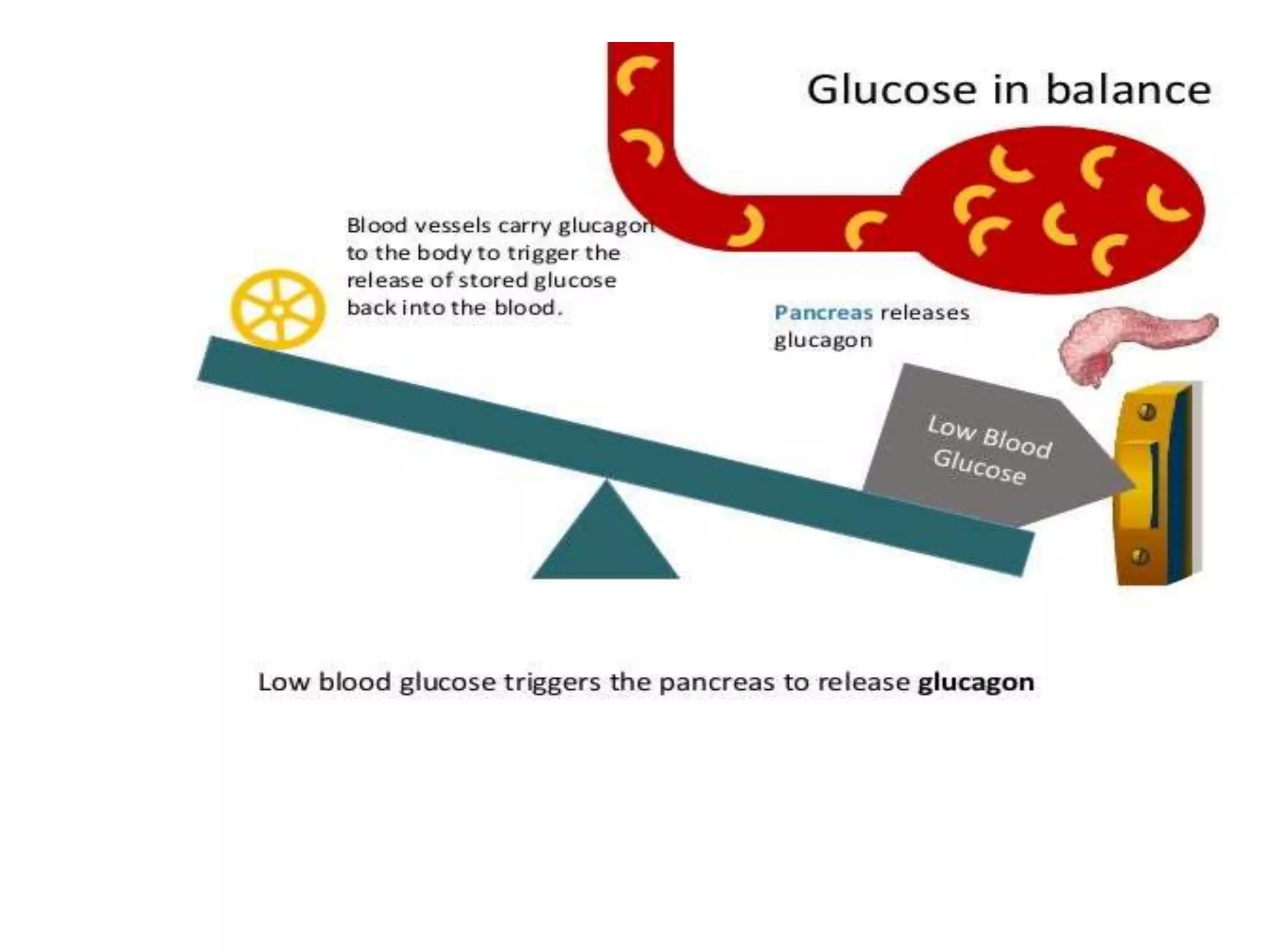 Regulation of blood Glucose Part-I.pptx