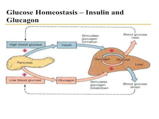 Regulation of blood Glucose Part-I.pptx