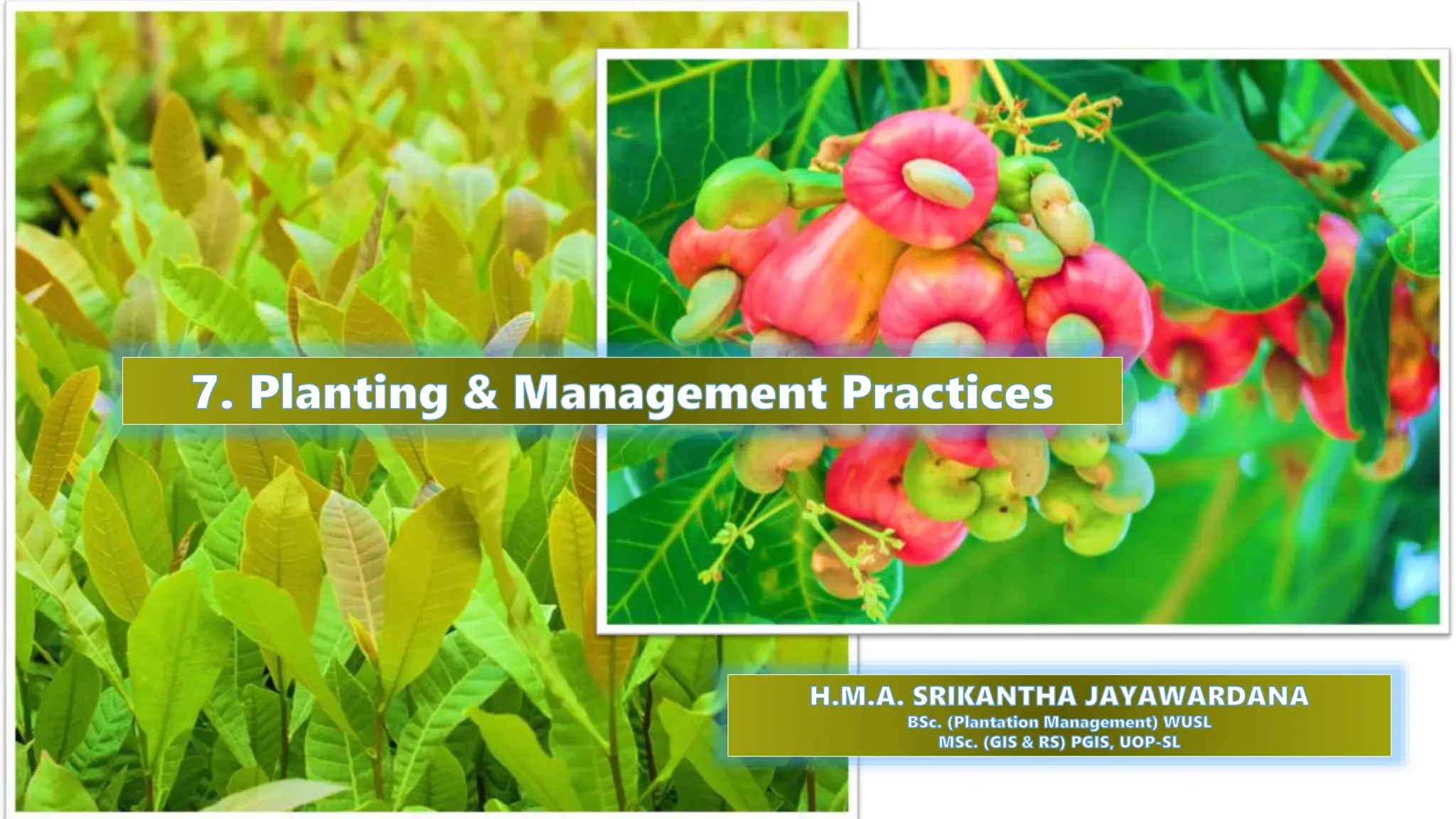 Planting & Management Practices of Cashew | PPTX