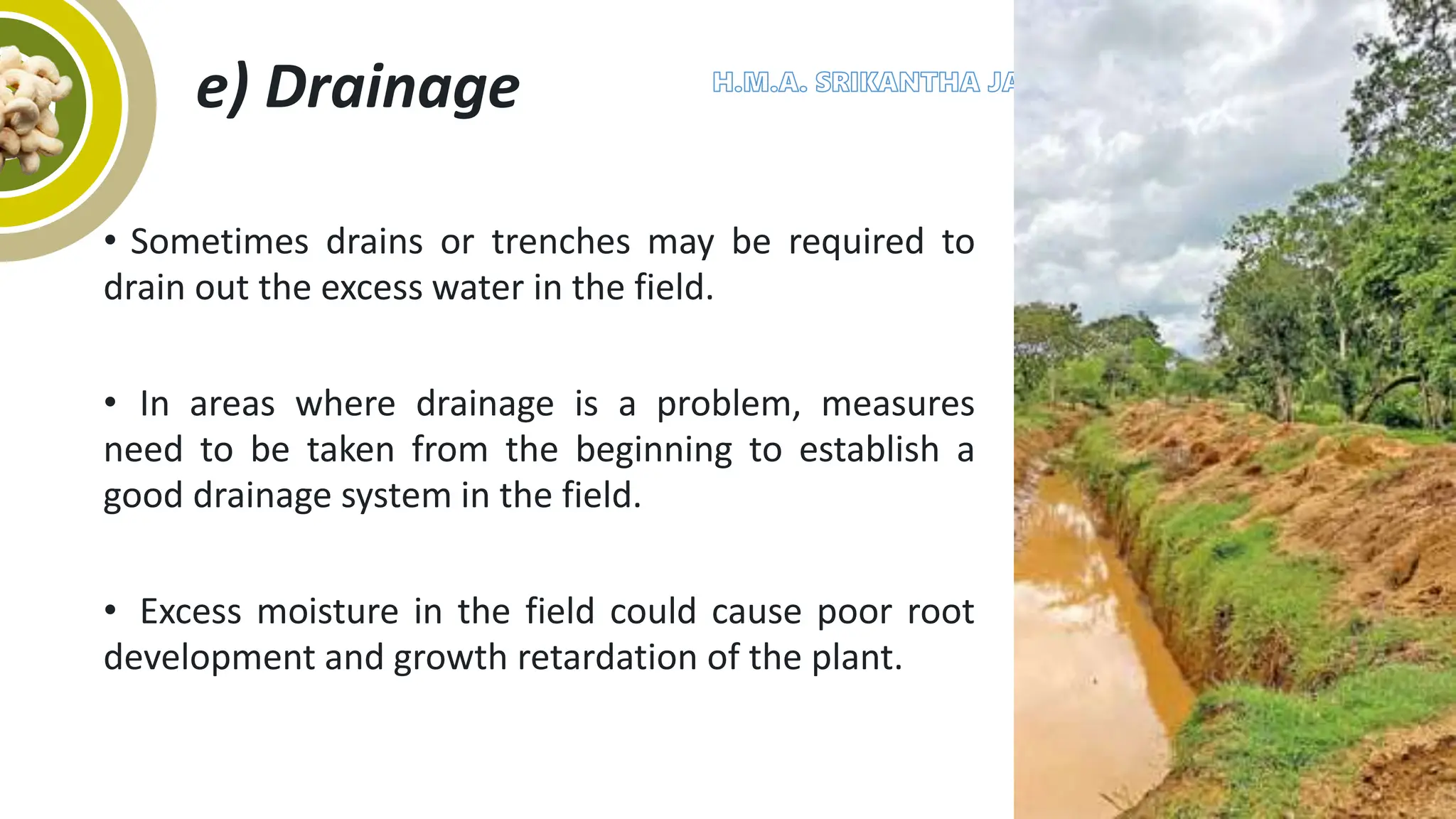 Planting & Management Practices of Cashew | PPTX