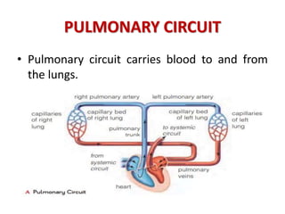 Circulatory system of human being its structure function types and ...