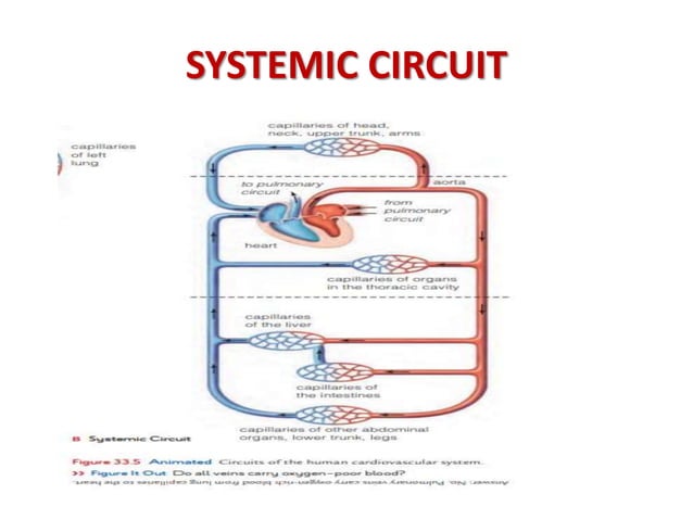 Circulatory system of human being its structure function types and ...
