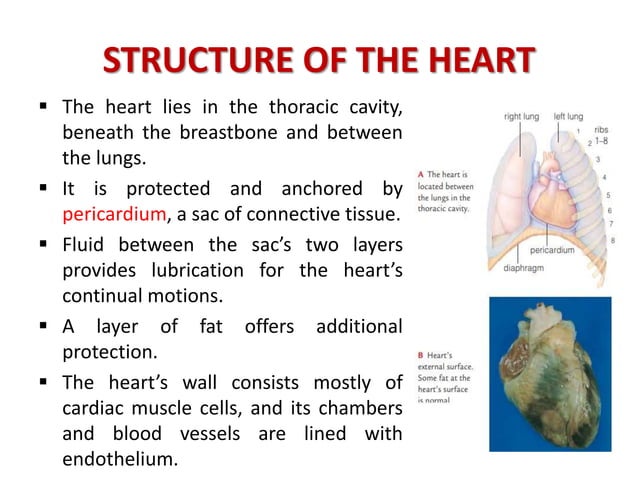Circulatory system of human being its structure function types and ...
