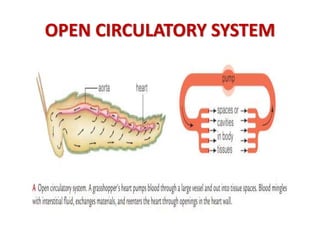 Circulatory system of human being its structure function types and ...