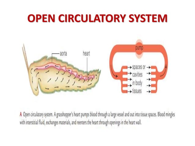 Circulatory system of human being its structure function types and comparison of open and closed ...