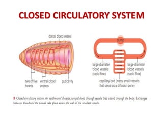 Circulatory system of human being its structure function types and ...