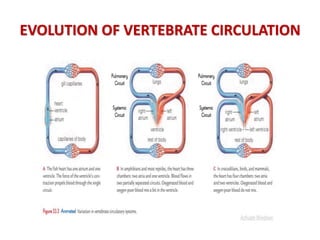 Circulatory system of human being its structure function types and ...