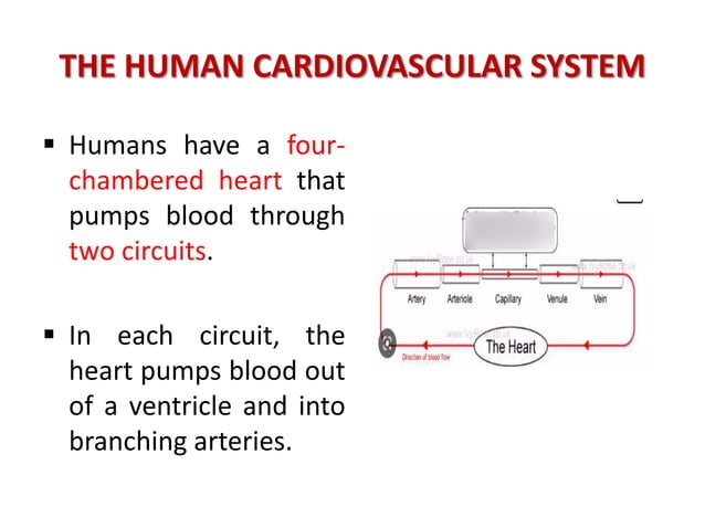 Circulatory system of human being its structure function types and ...