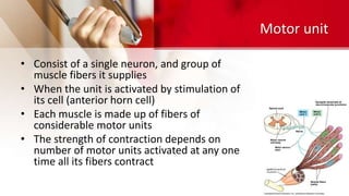 The Strength of Muscle Contraction.pptx | Physical Therapy | Wellness