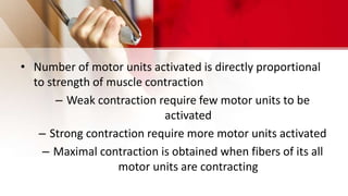 The Strength of Muscle Contraction.pptx | Physical Therapy | Wellness