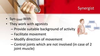 The Strength of Muscle Contraction.pptx | Physical Therapy | Wellness