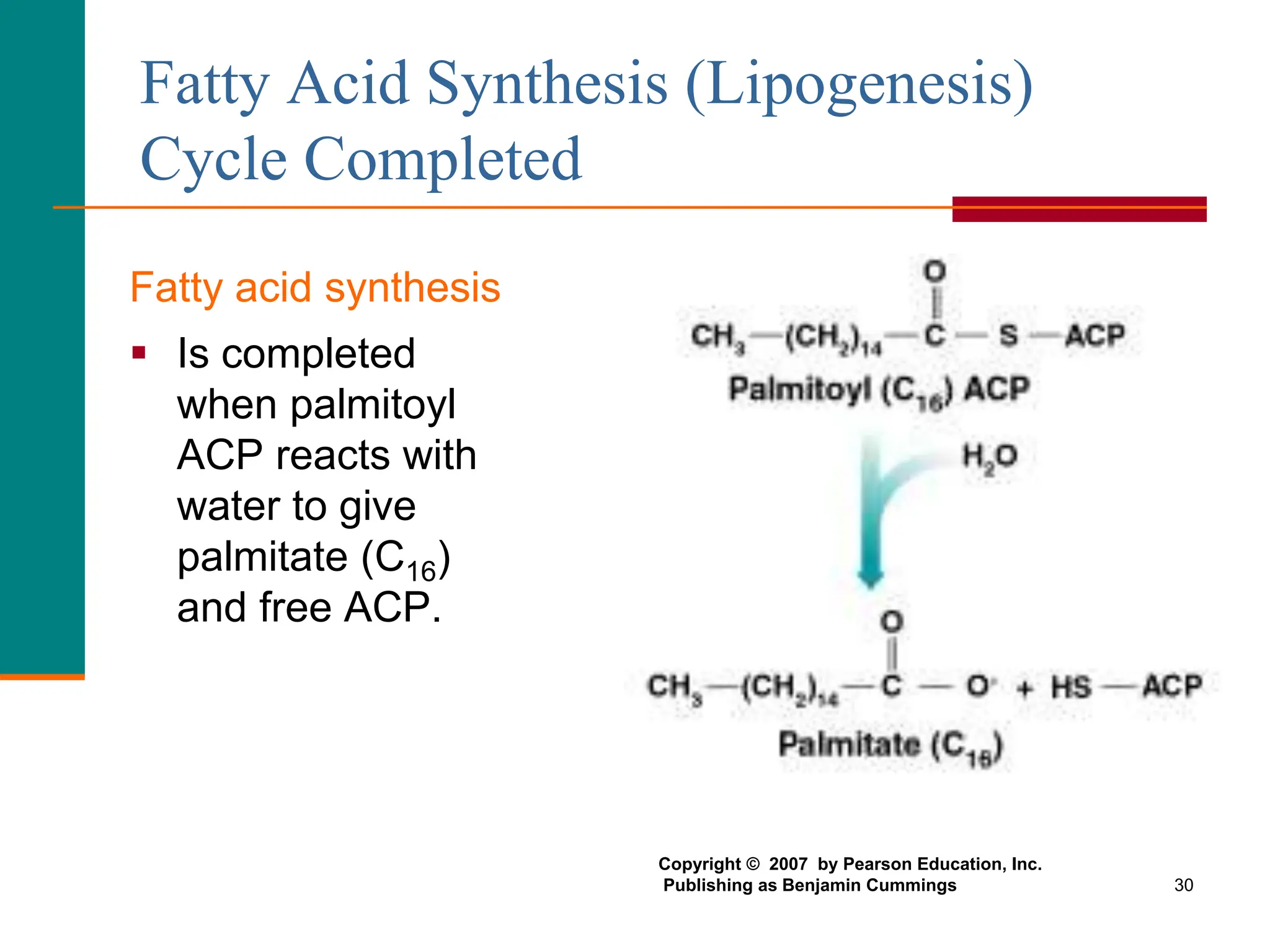 7. Lipid Metabolism: faty synthesis.pptx