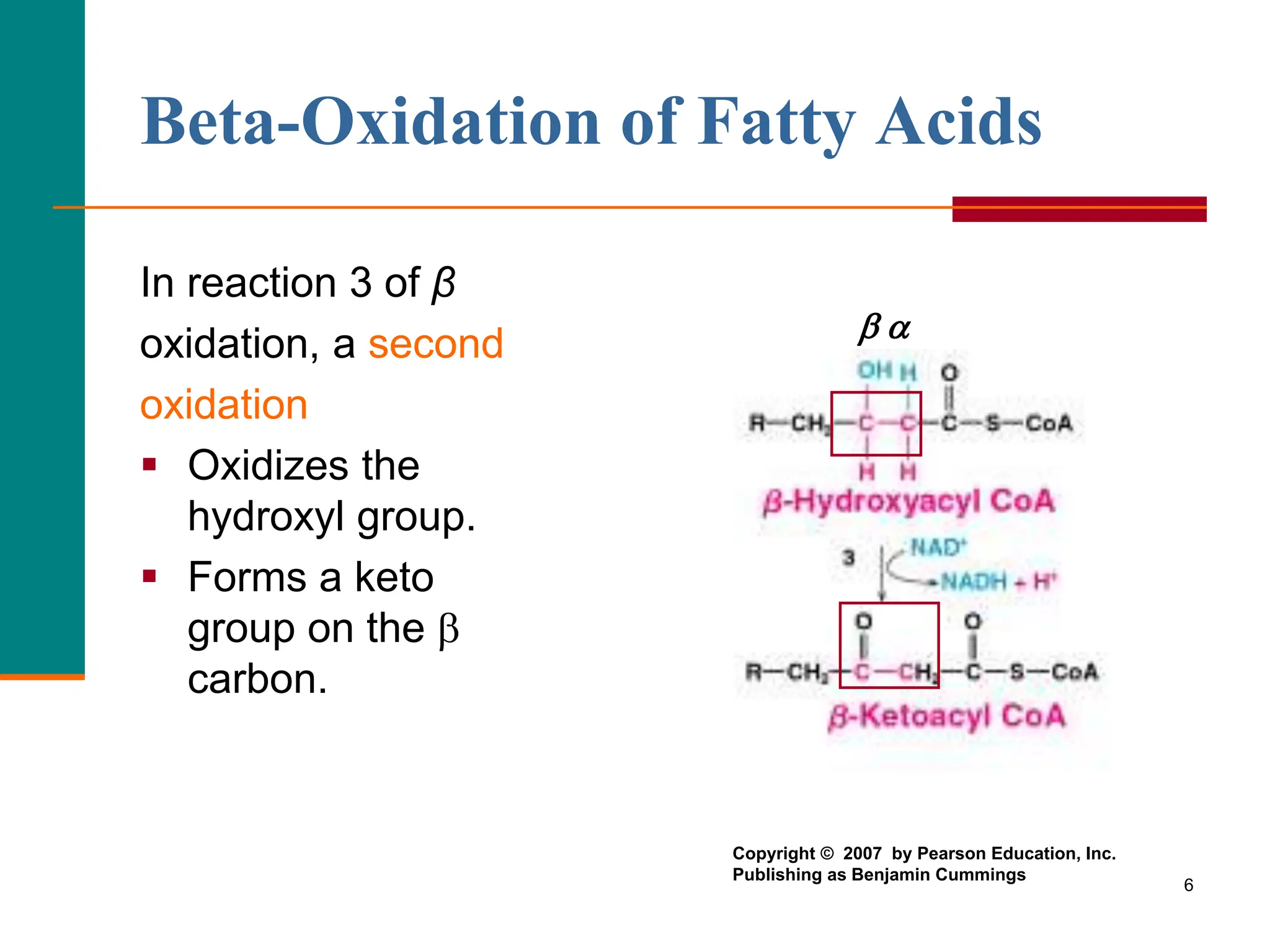 7. Lipid Metabolism: faty synthesis.pptx