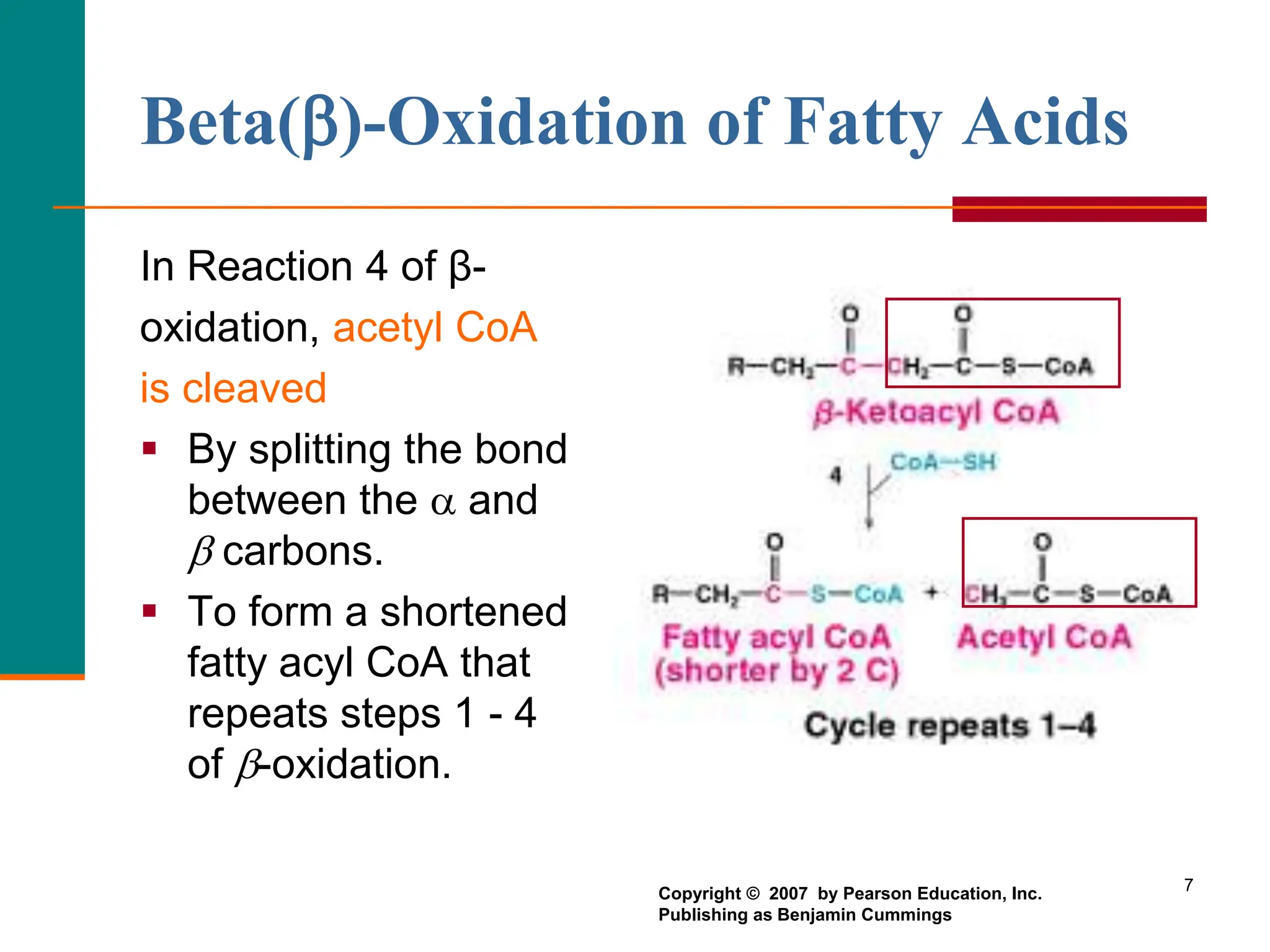 7. Lipid Metabolism: faty synthesis.pptx