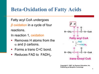 7. Lipid Metabolism: faty synthesis.pptx