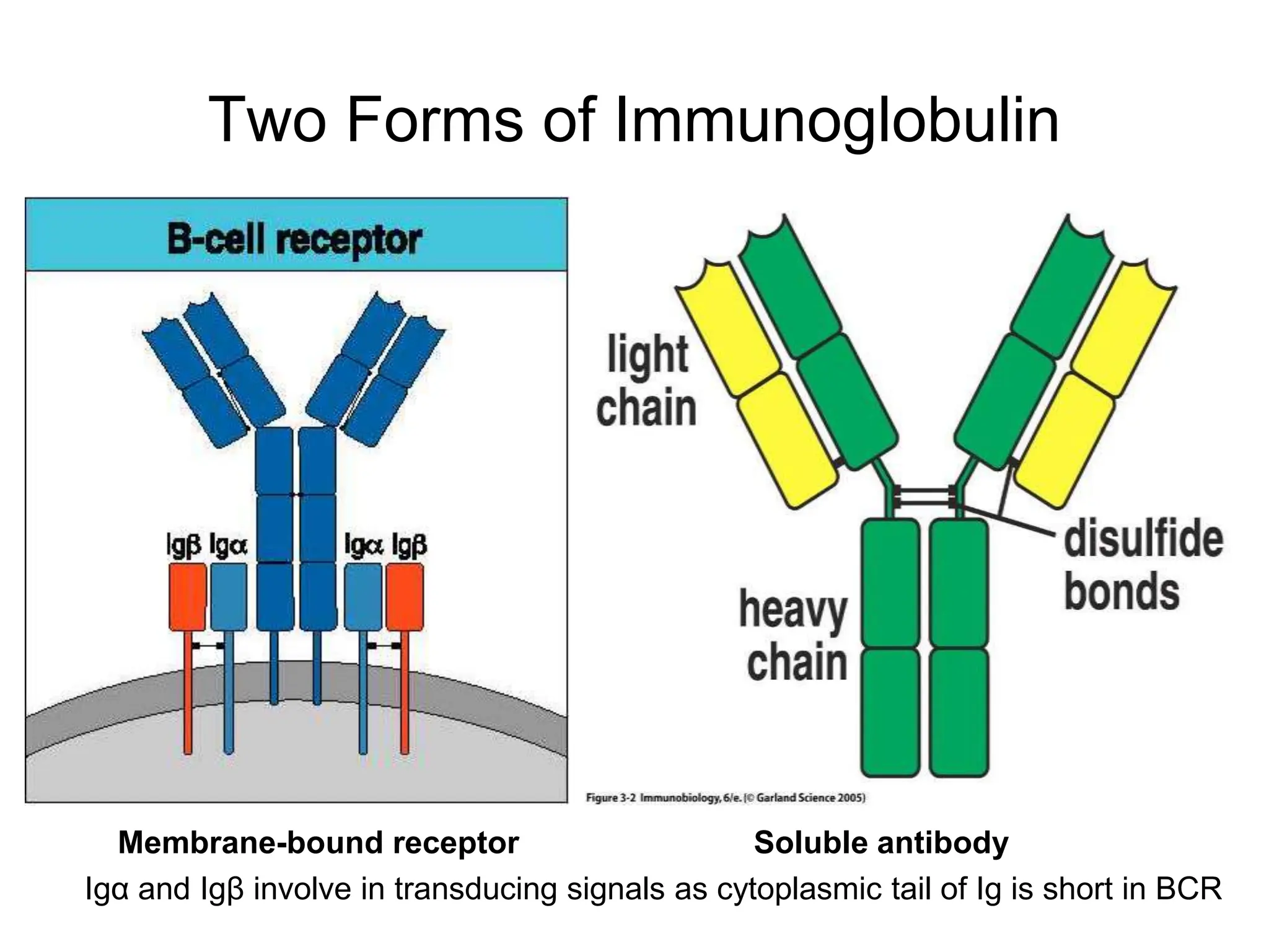 Immunoglobulins types | PPT