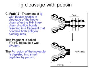 Immunoglobulins types | PPT