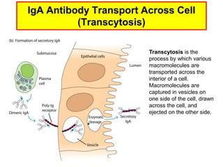 Immunoglobulins types | PPT