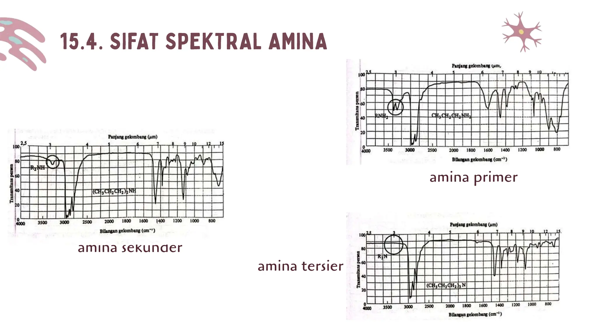 7. Kelompok 5_Amina dan Aromatis Polisiklik dan Heterosiklik.pptx