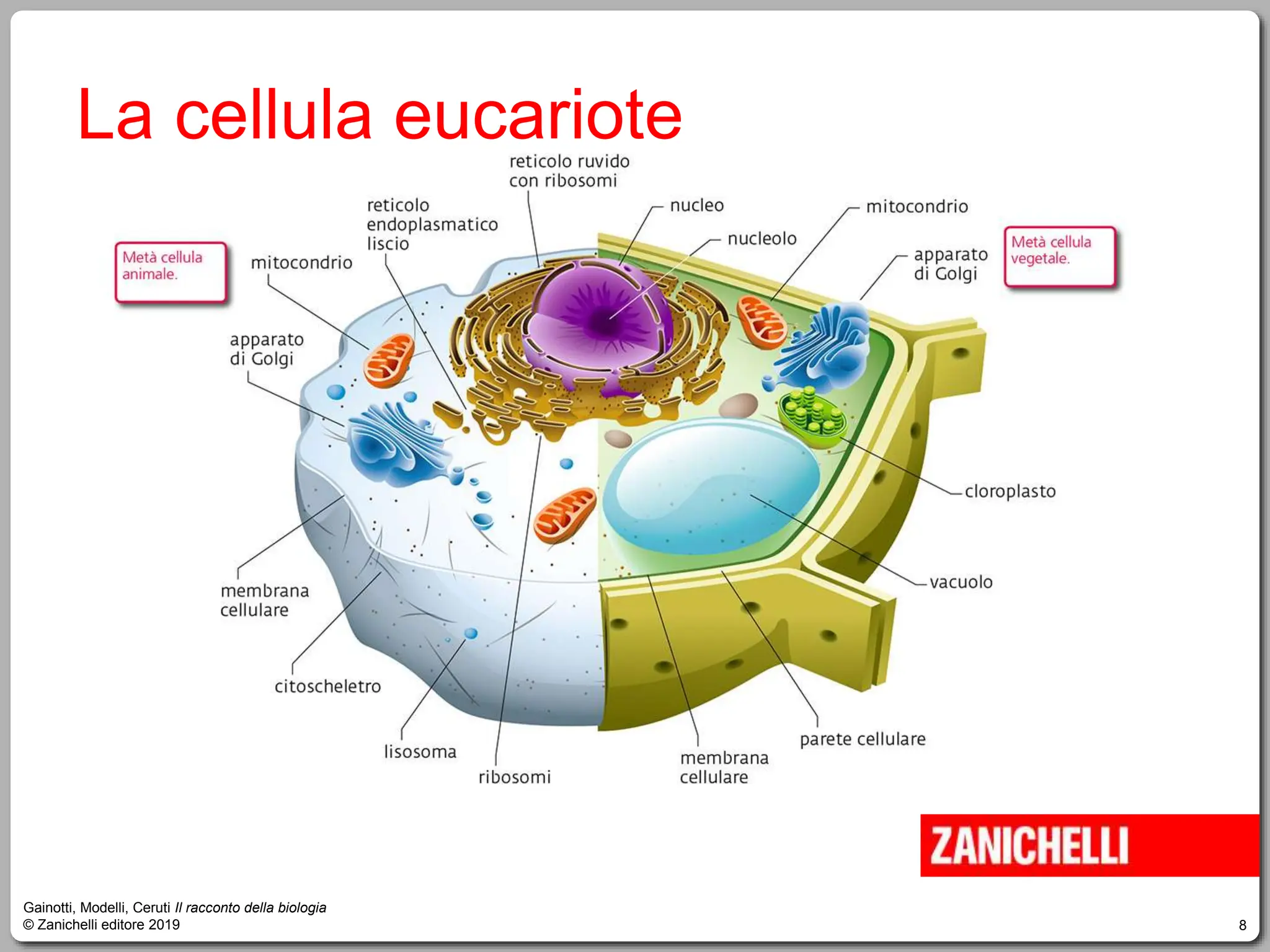 7. La Cellula.ppt