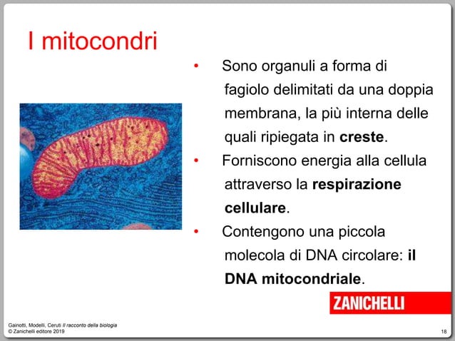 7. La Cellula.ppt