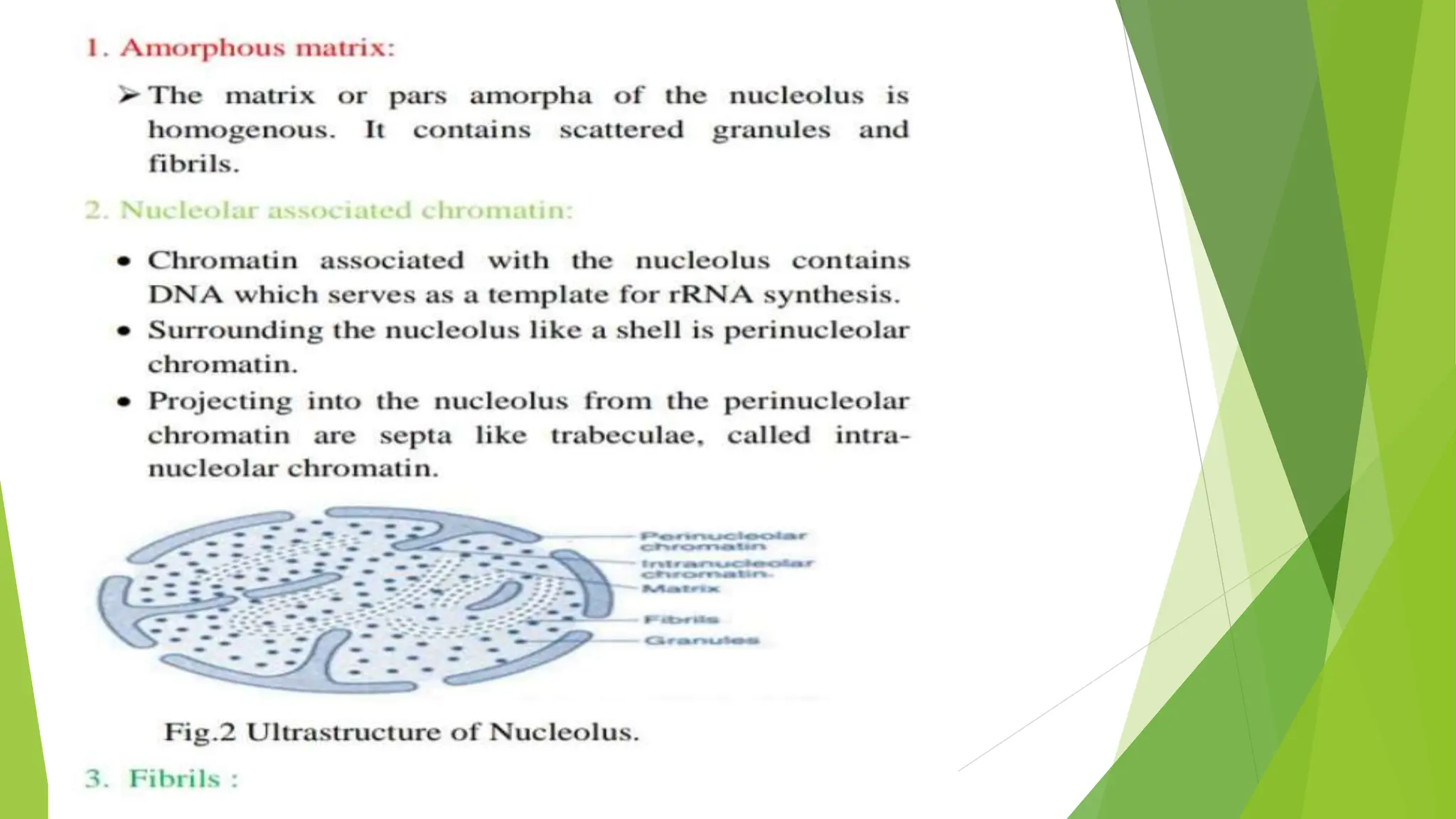 Nucleus Structure And Function Of Nucleolus Ppt