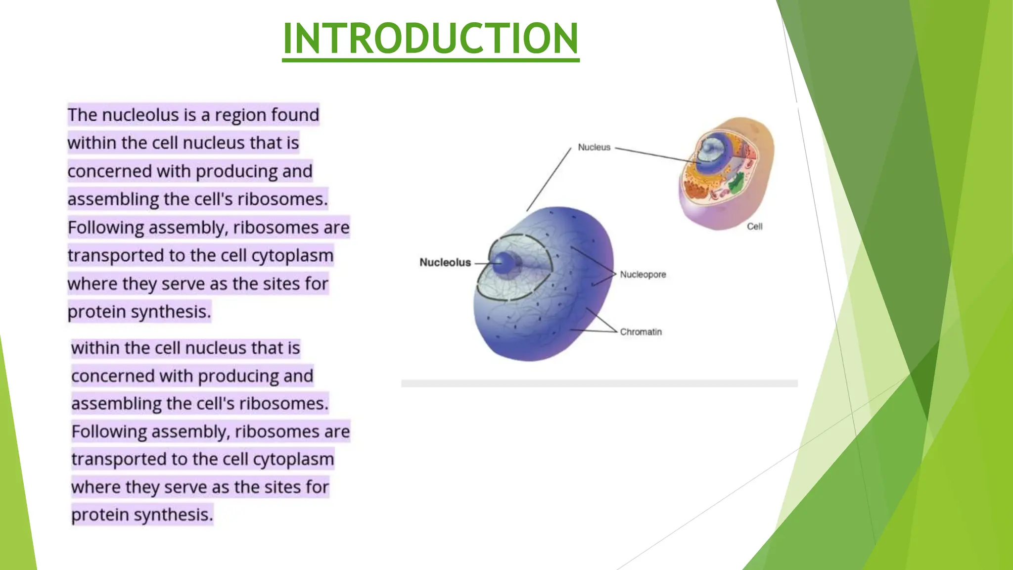 Nucleus Structure And Function Of Nucleolus Ppt