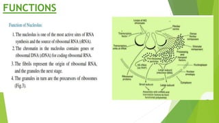 Nucleus - Structure and function of nucleolus | PPT